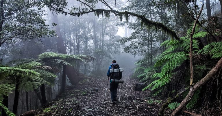 Tis the Season for Bushwalking in Barrington Tops | Lets Go Caravan and ...