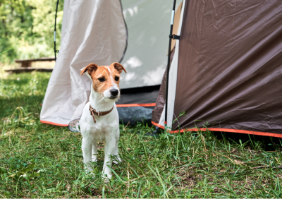Must-Visit Pet-Friendly Caravan Parks in South Australia | Lets Go ...
