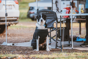 Ultimate Guide to Pet-Friendly Caravan Parks in Queensland | Lets Go ...