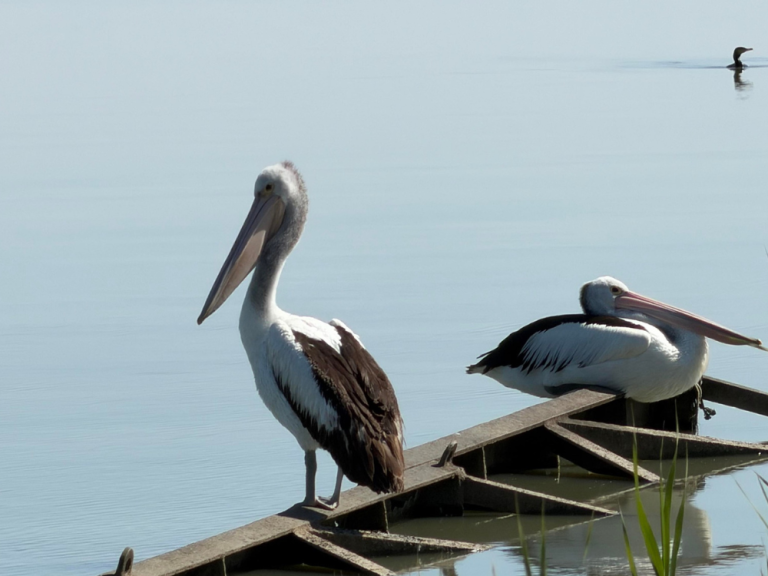 Relax Lakeside at Lake Albert Caravan Park | Lets Go Caravan and Camping
